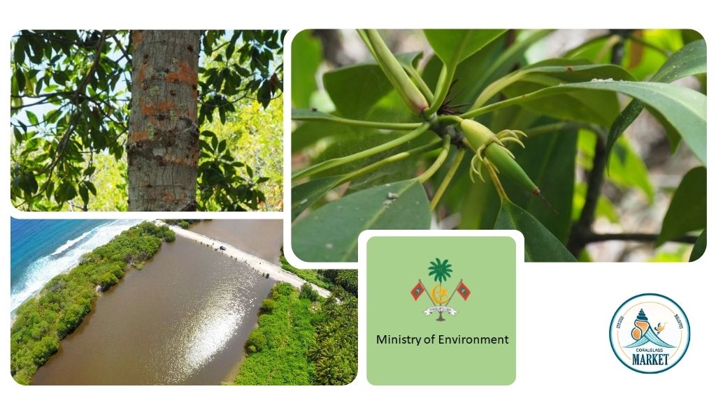 Rare and Critically Endangered Mangrove Species Has Been Sighted in ...