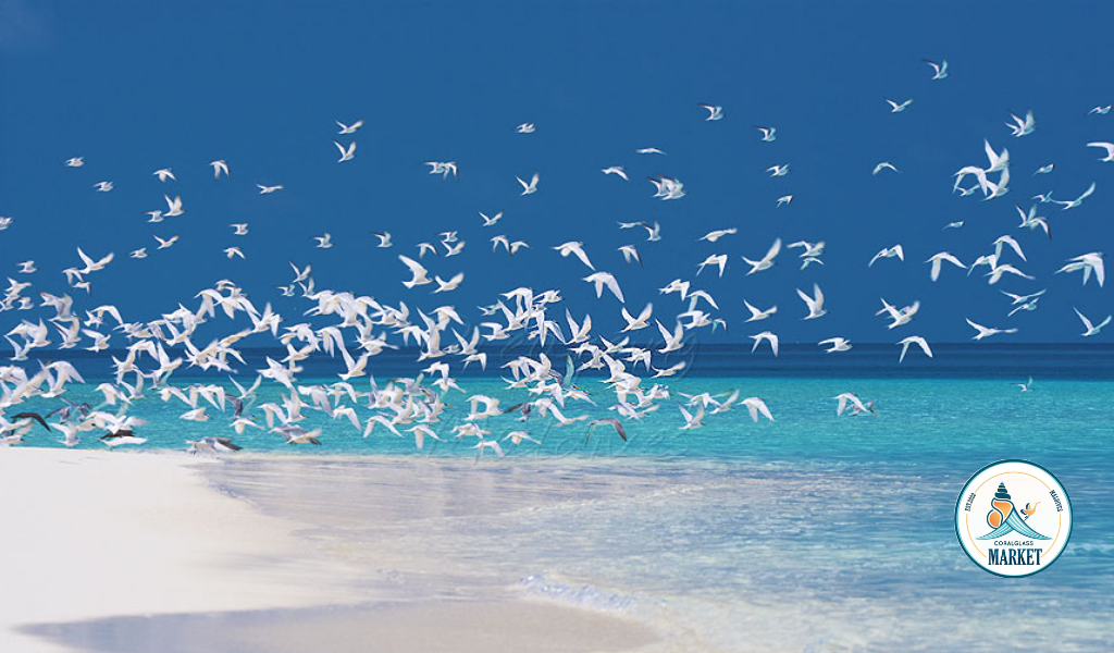 104 Species of Birds Protected in the Maldives