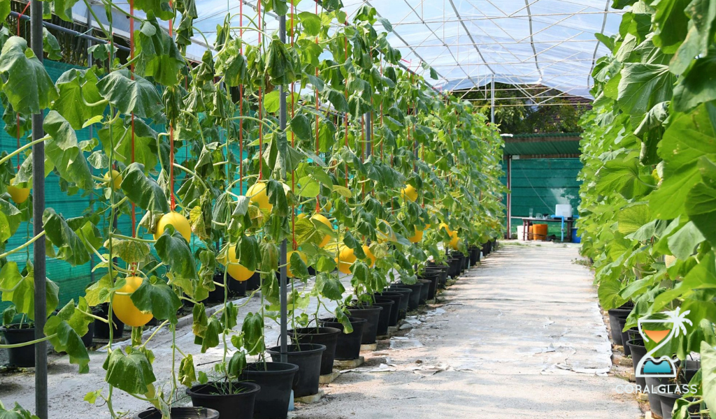 Revolutionizing Agriculture: Maldives’ New Economic Zone Set to Enhance ...